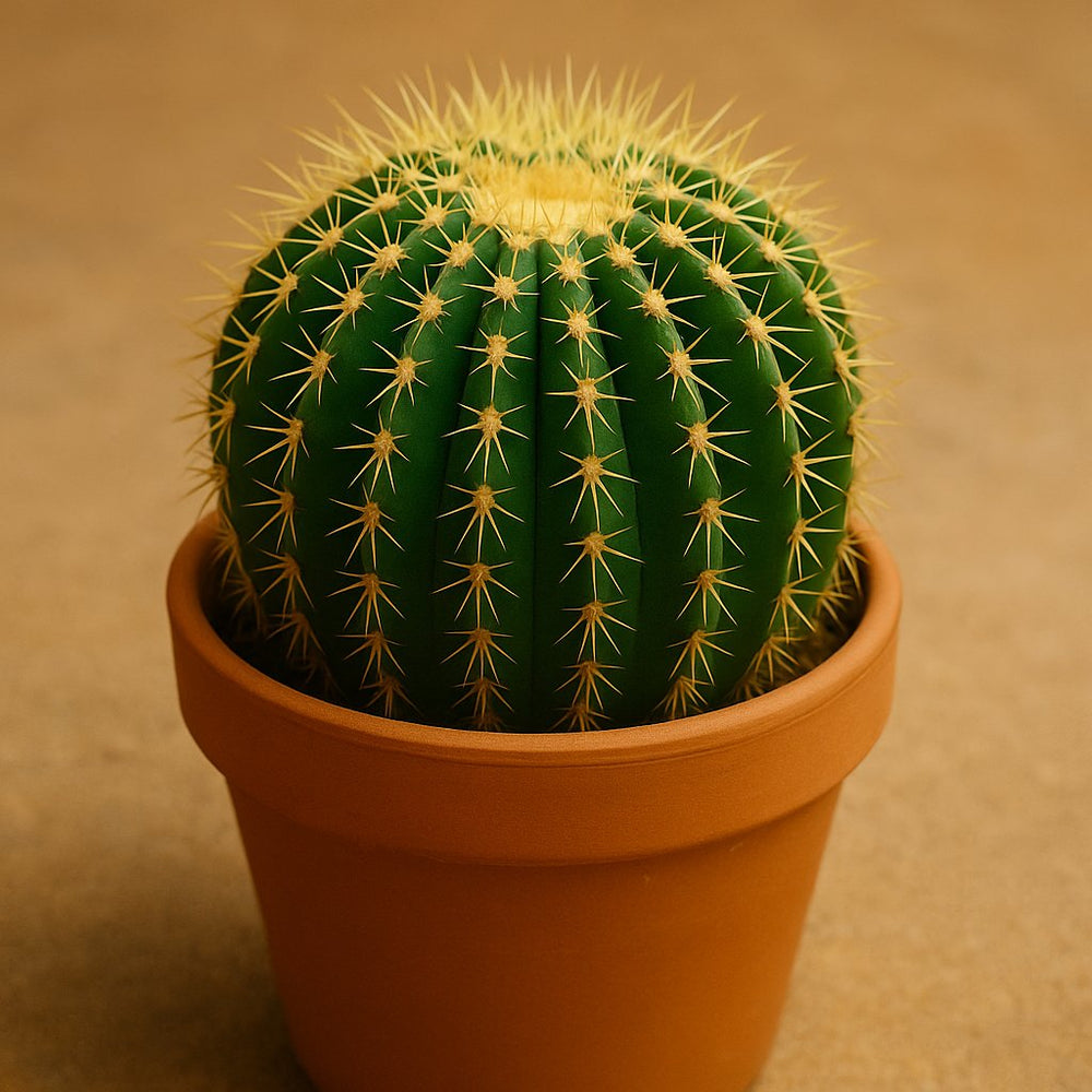 Plantes'Sud Cactus | Vente | Plantes grasses | Succulentes – Plante'Sud ...